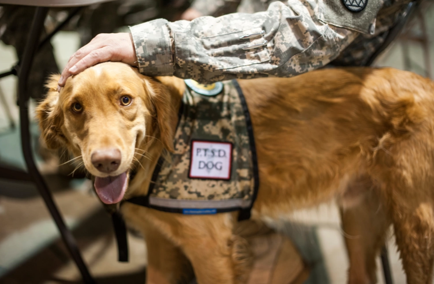 How veterans with PTSD can get back to civilian life - We Are The Mighty