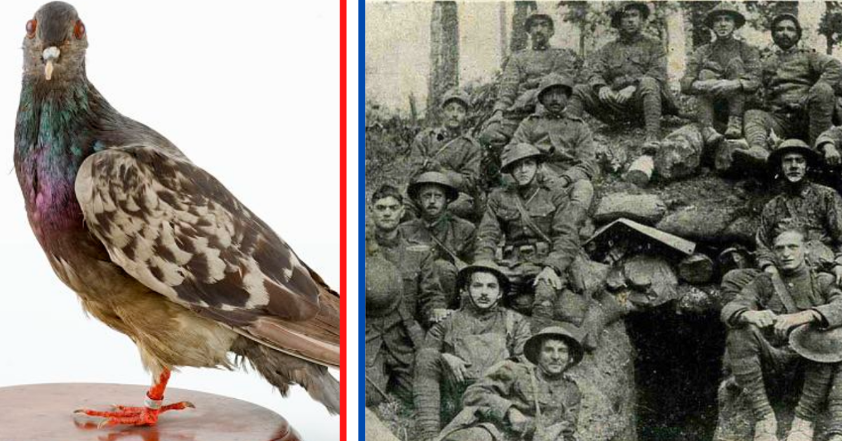 This carrier pigeon saved a battalion in World War I | We Are The Mighty