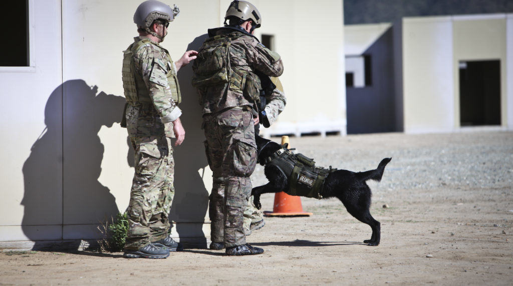 These awesome dogs are full-on MARSOC operators | We Are The Mighty