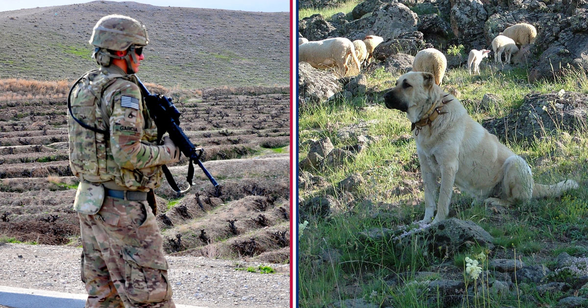 Why 'sheepdog' really is the most proper analogy for veterans | We Are ...