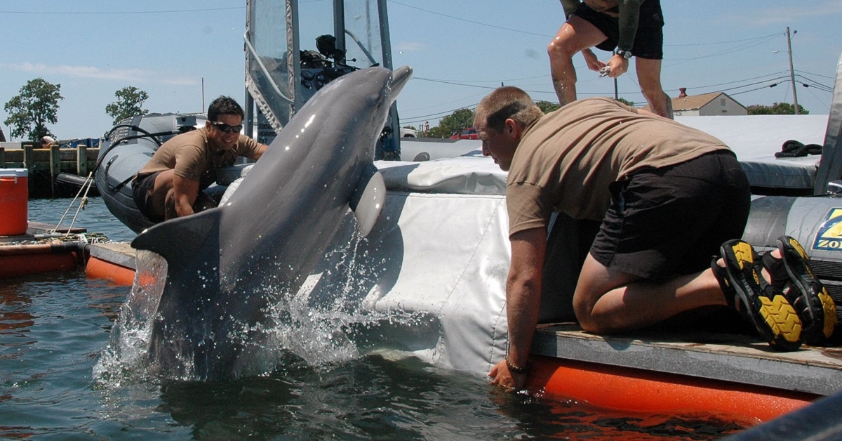 These are the designations for the Navy's marine mammals | We Are The ...