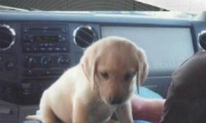 'Lone Survivor' Marcus Luttrell went 'John Wick' on the guys who killed his dog | We Are The Mighty