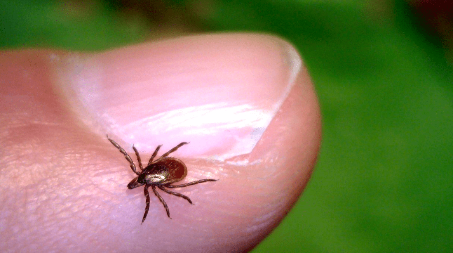 The Army might have weaponized ticks and released them in the US | We ...