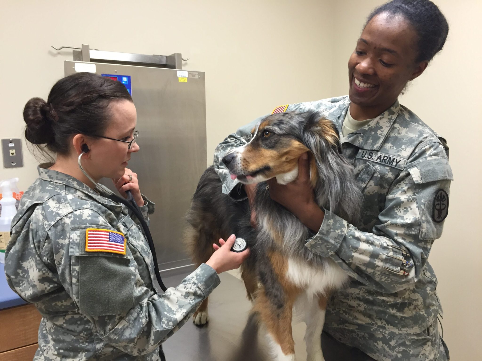7 things to know about being a military veterinarian