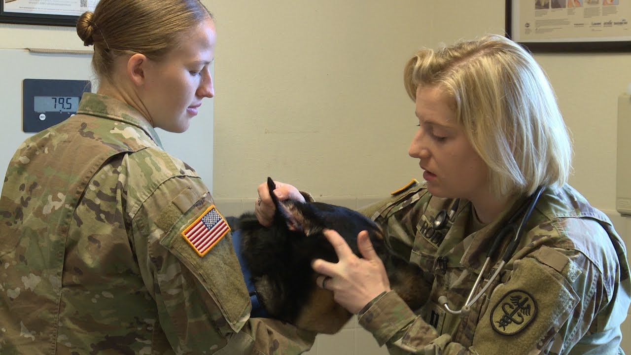 7 things to know about being a military veterinarian