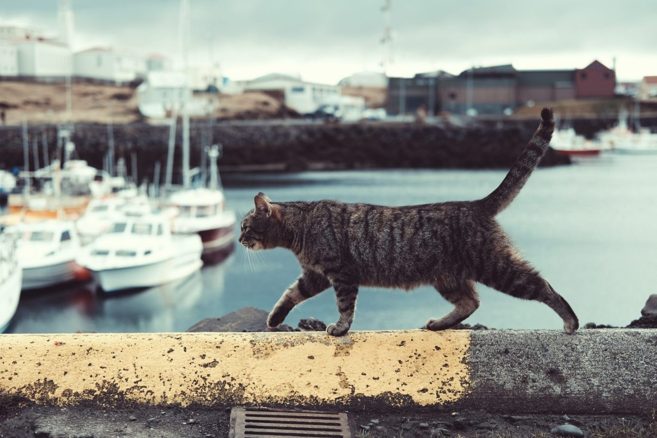 Why these Navy cats spent more time at sea than you