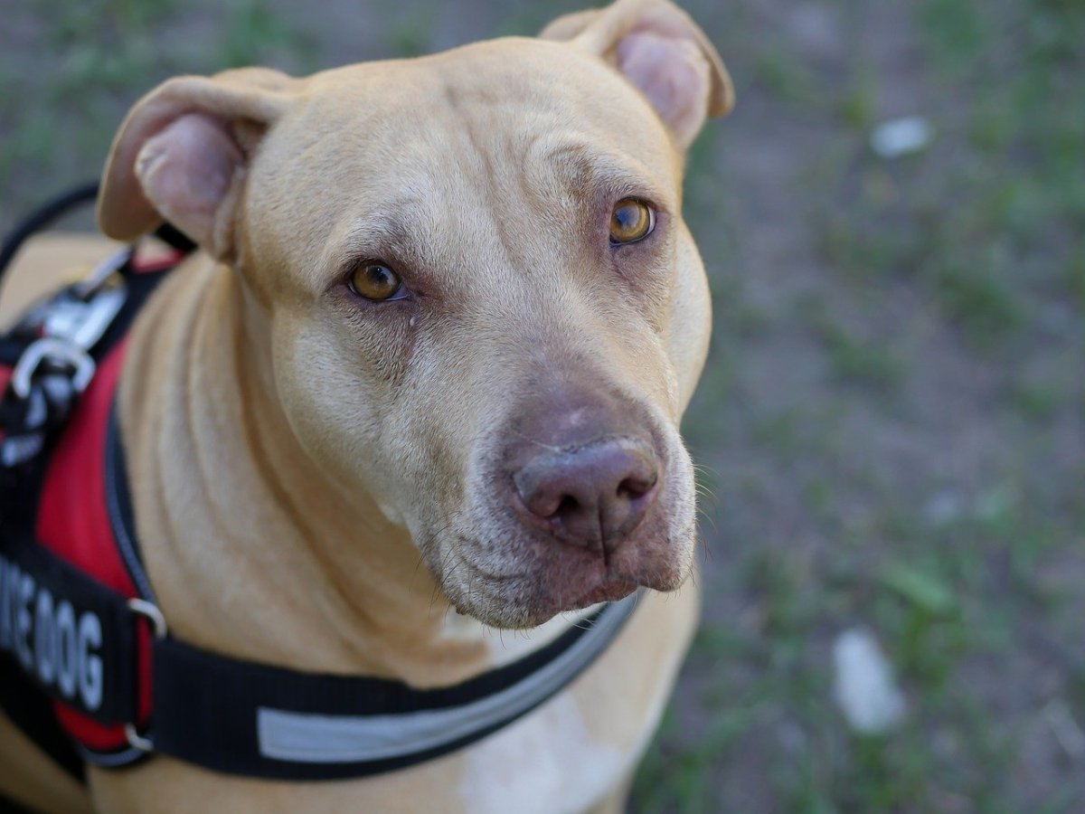 8 of the best dog breeds for veterans with PTS
