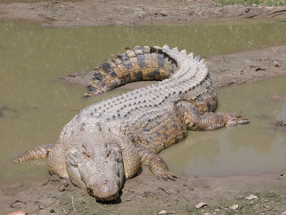 That time crocodiles decided the outcome of a World War II battle