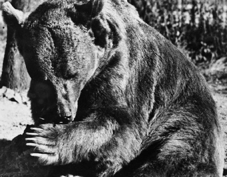 The story of Wojtek: The 440-pound bear that drank, smoked, and carried ...