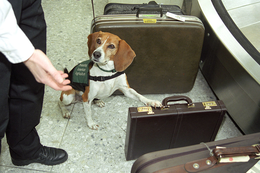 The USDA’s ‘Beagle Brigade’ is America’s first line of defense against ...