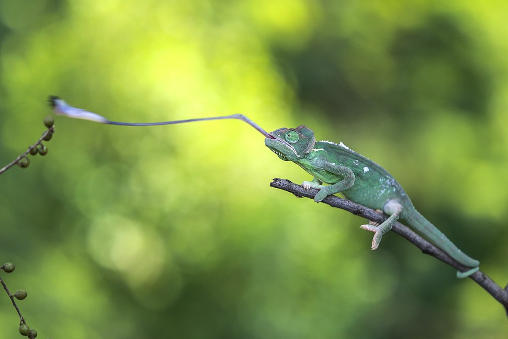 Top 5 coolest forms of camouflage developed by mother nature