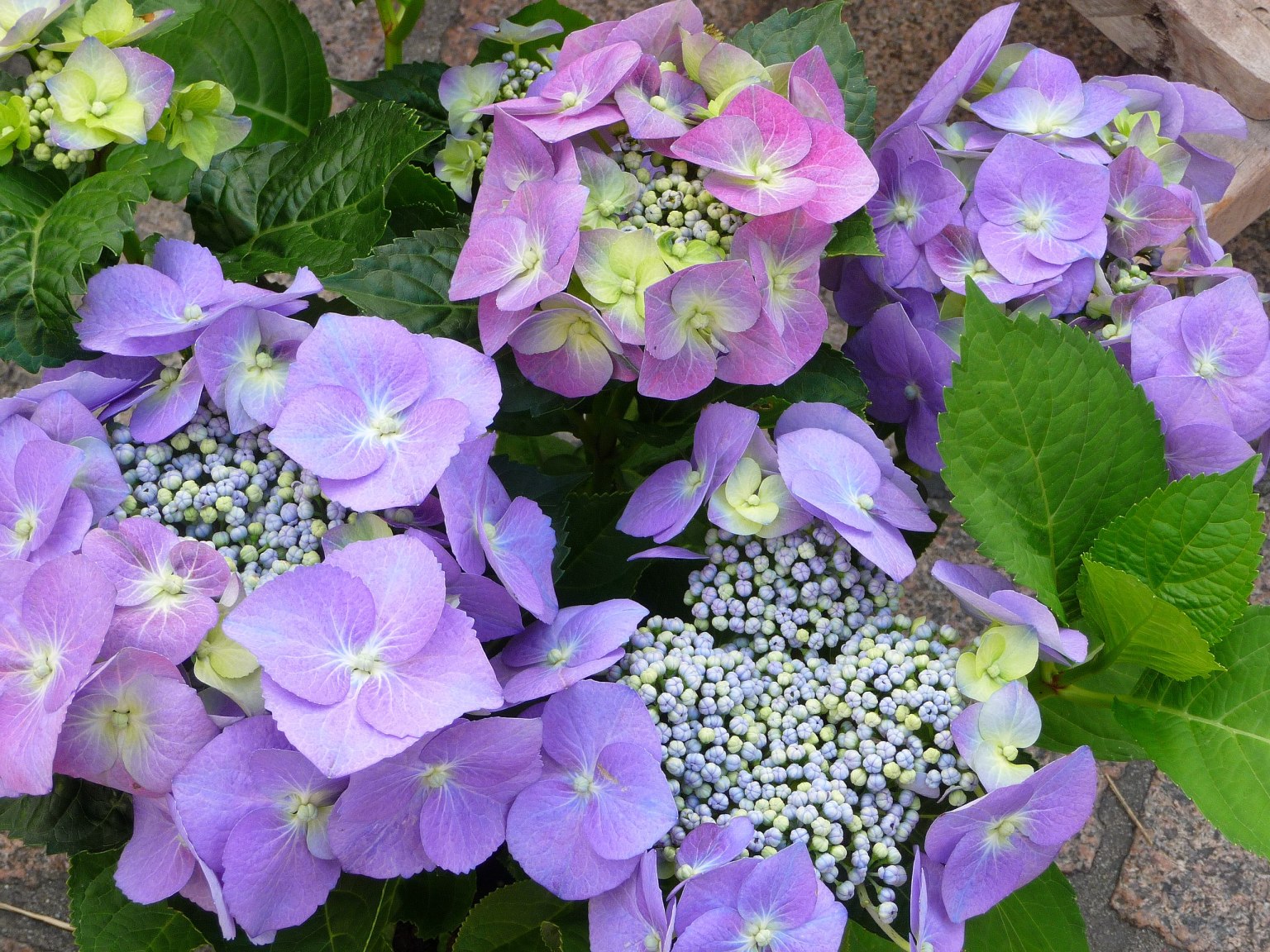 What do flowers represent when resting on the graves of the fallen?