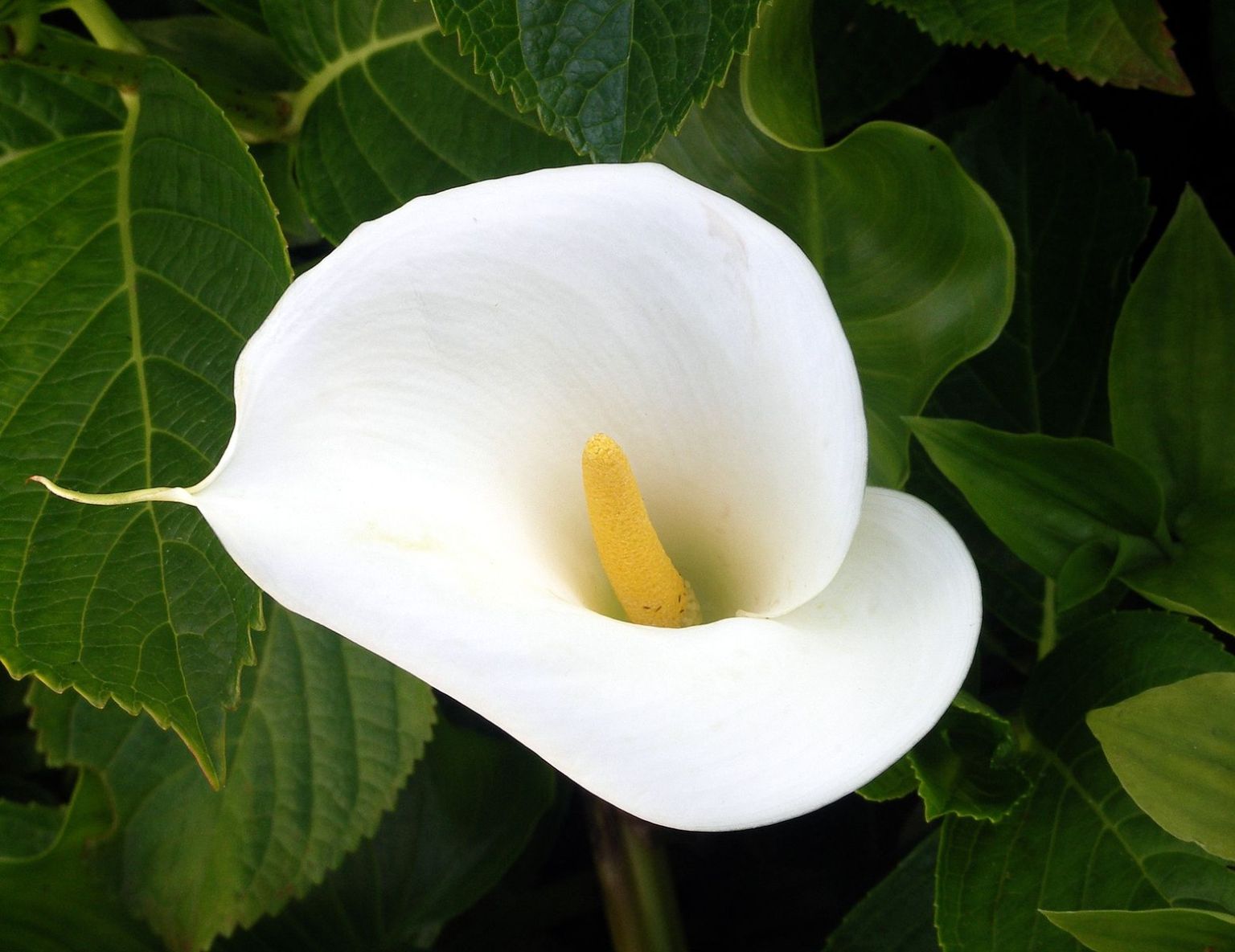 What do flowers represent when resting on the graves of the fallen?