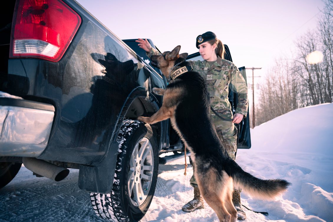 Everything you need to know about National K9 Veterans Day