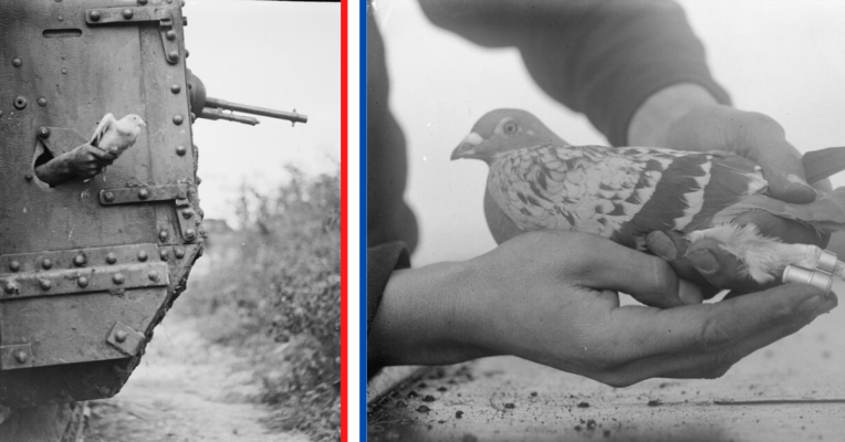 British tanks and bombers had pigeons on the crew