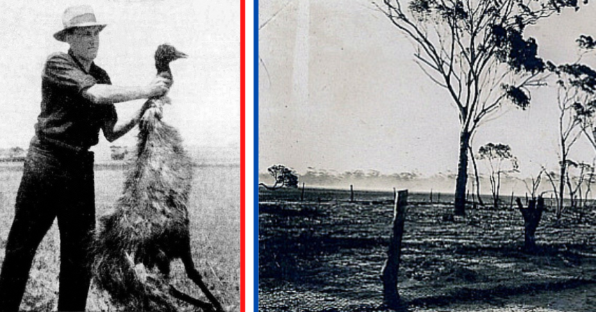 That time Aussies fought emus