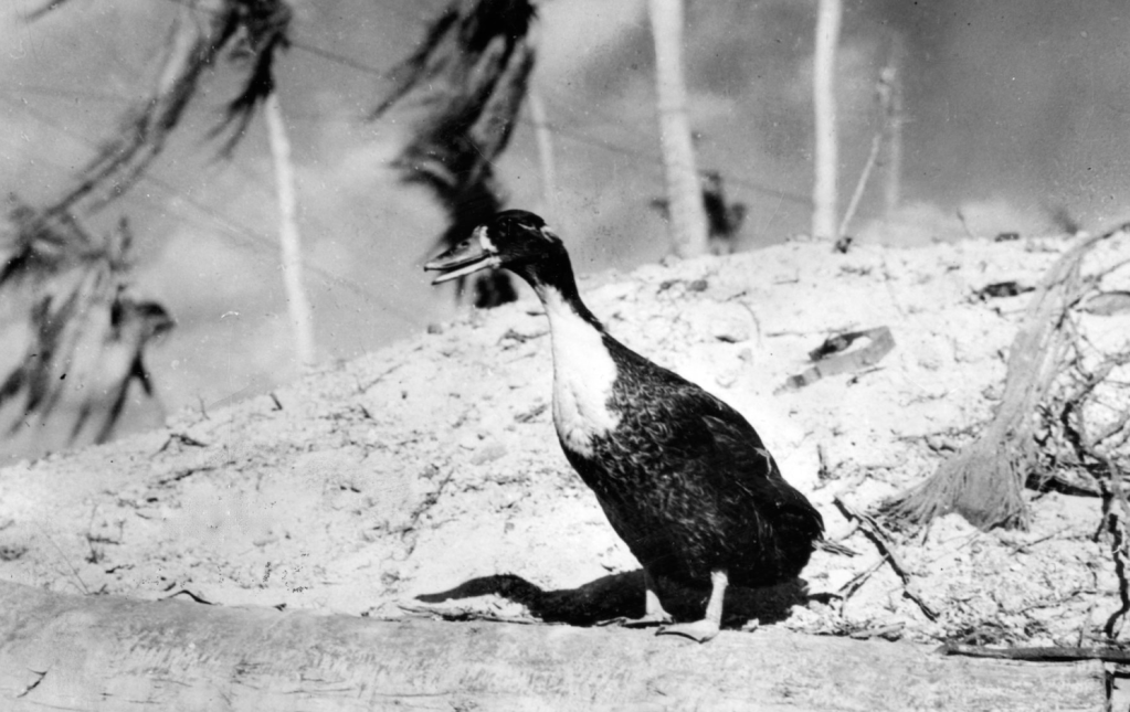 Beer-drinking Marine Corps duck earned citation for Tarawa fighting