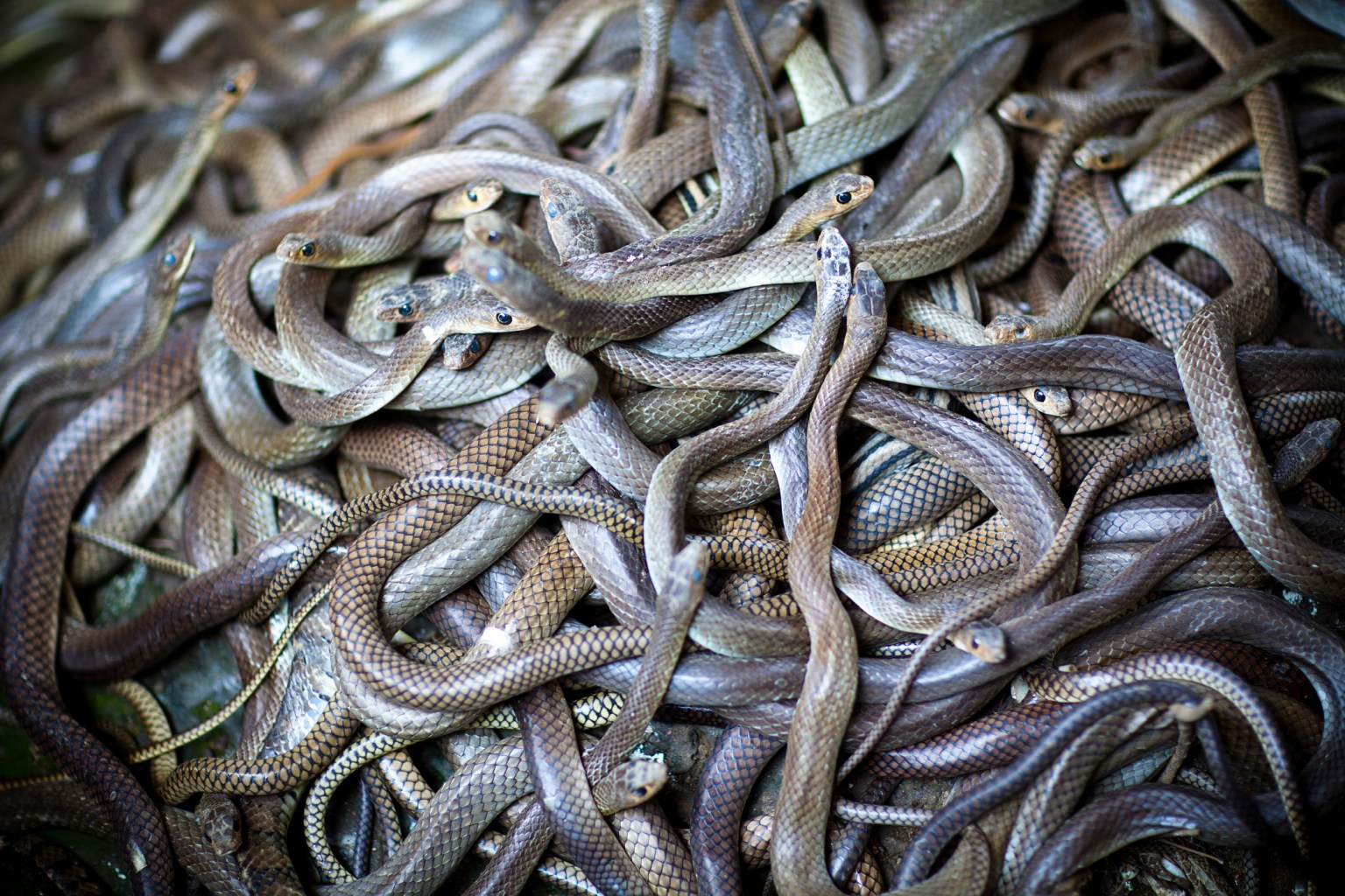 8 of the most terrifying Vietnam War booby traps