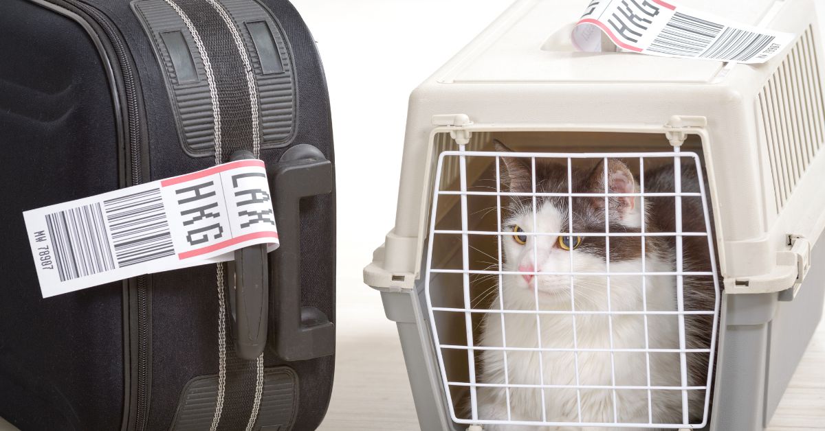 How to PCS OCONUS with your pet