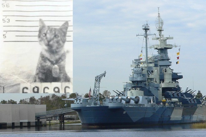 'Psspsspss:' American sailors enlisted a cat aboard a battleship during ...