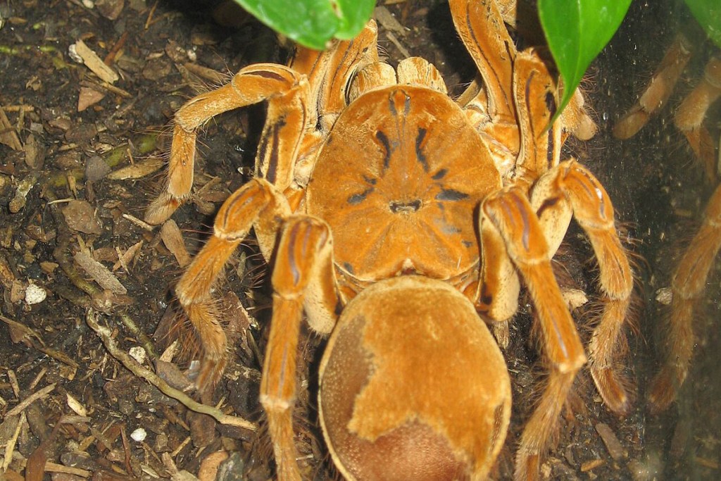 7 Venezuelan bugs that can ruin your day (and maybe your life)