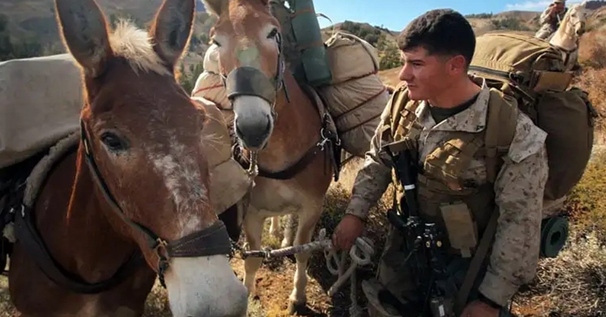 A brief history of animals in the US military