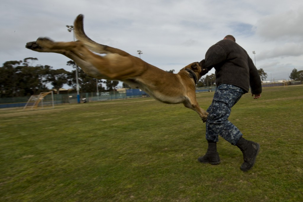 17 Terms Only Military Working Dog Handlers Will Understand