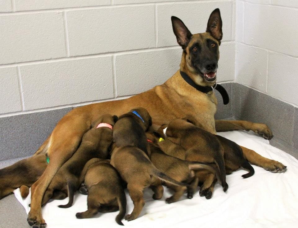 11 steps to turning a puppy into a badass military working dog
