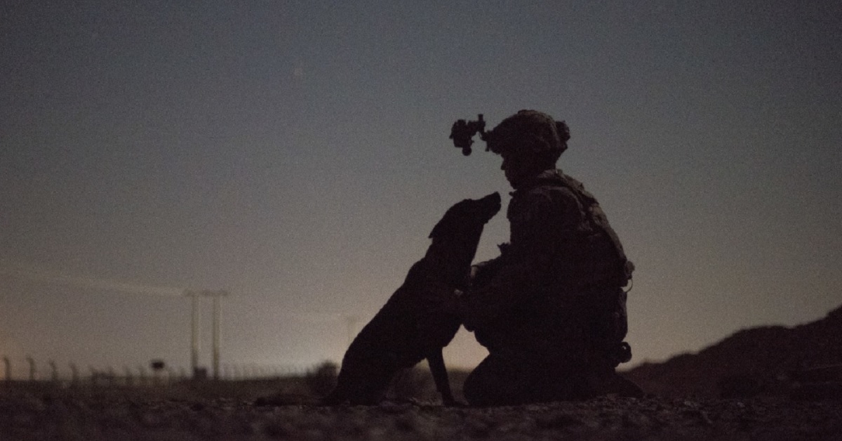 11 steps to turning a puppy into a badass military working dog