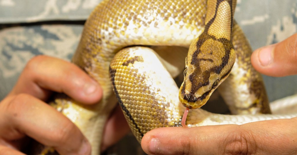 4 tips for surviving a nasty snake bite