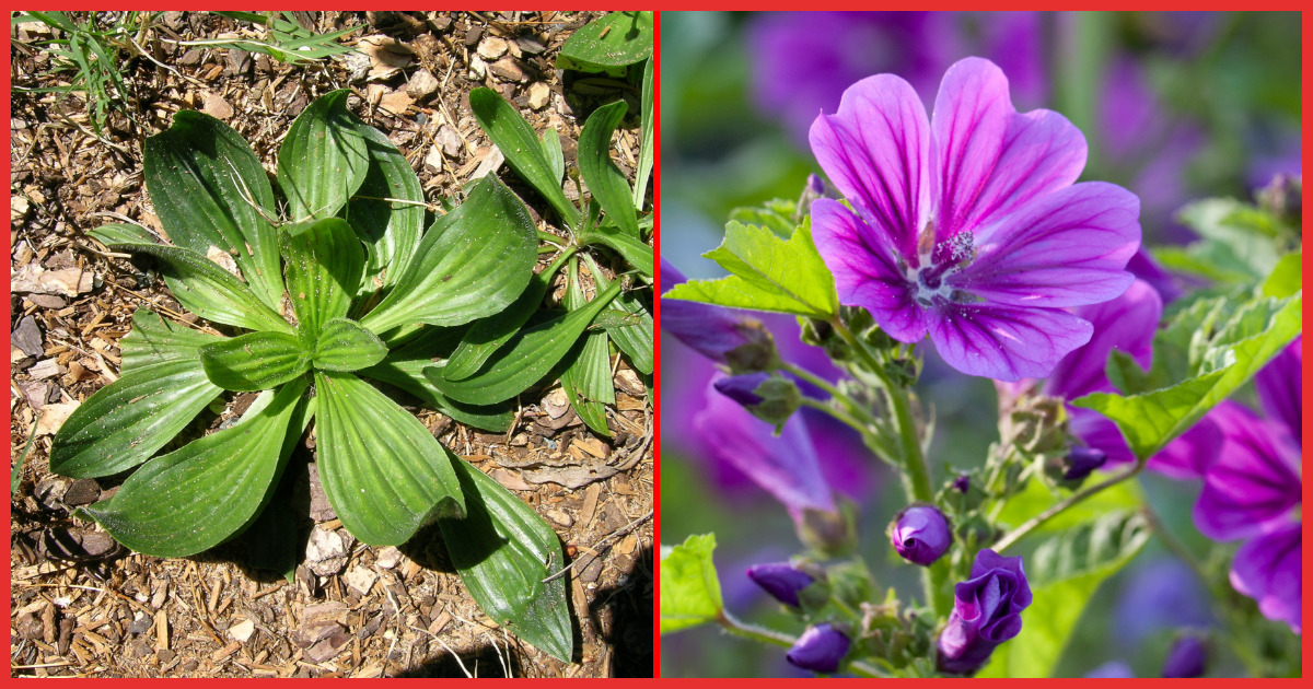 How to identify edible foods safely in the wild