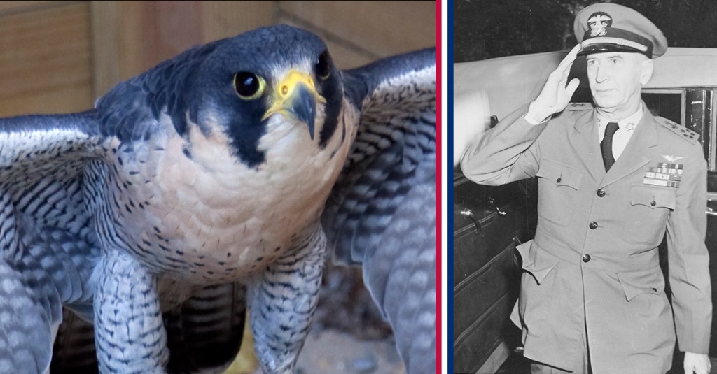 This admiral might be the bluest falcon that ever lived