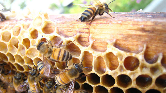 This secret Russian weapon turned out to be harmless bee poop