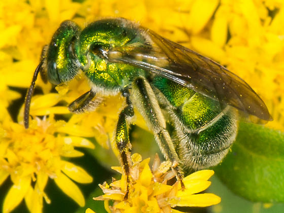 This insect pain scale will help you test your warrior mettle