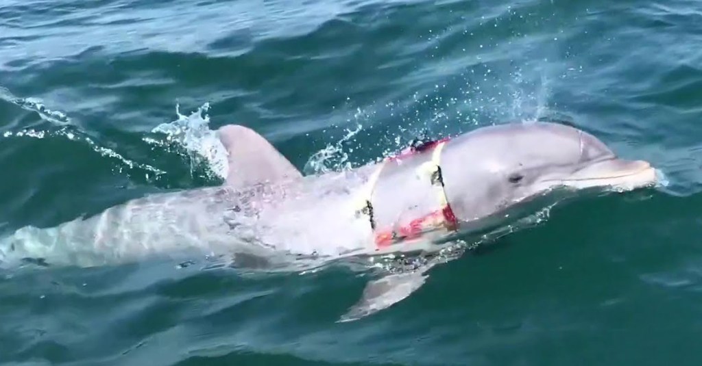 Navy-trained dolphins could be roaming the seas with toxic dart guns