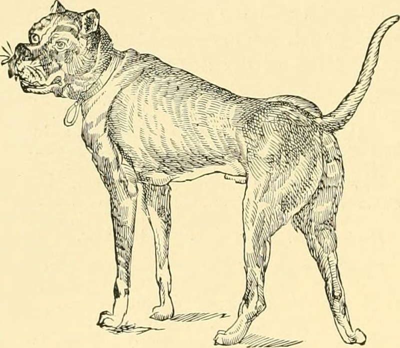 Unleash the hounds: Spartan warrior dogs