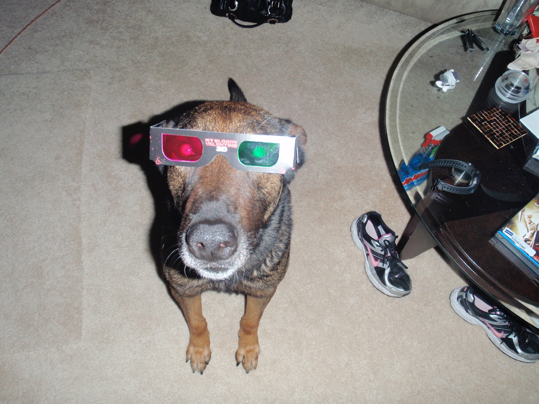 The untold story of the Navy SEAL and canine hero who caught Bin Laden
